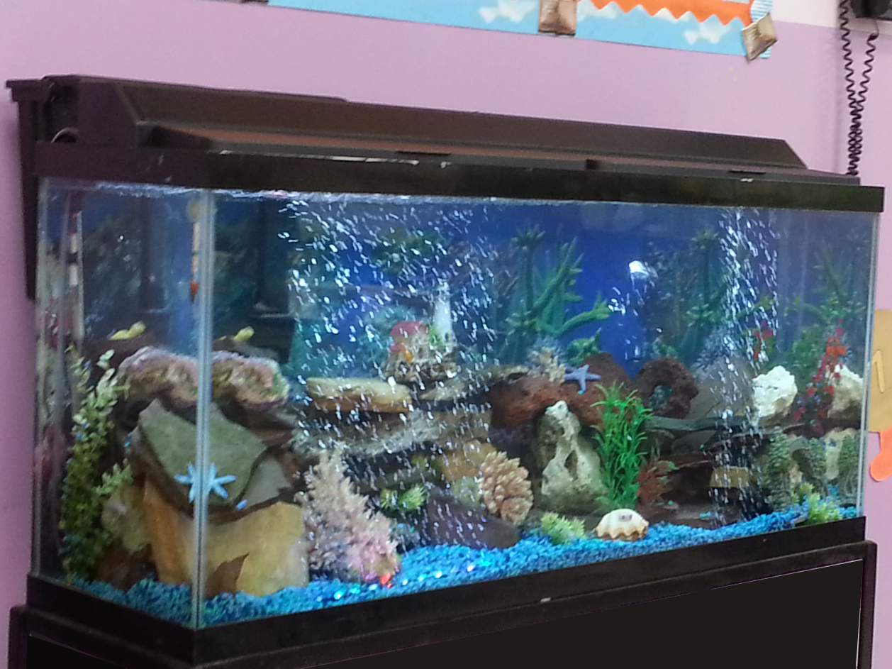 Portfolio Kings Fish Tank